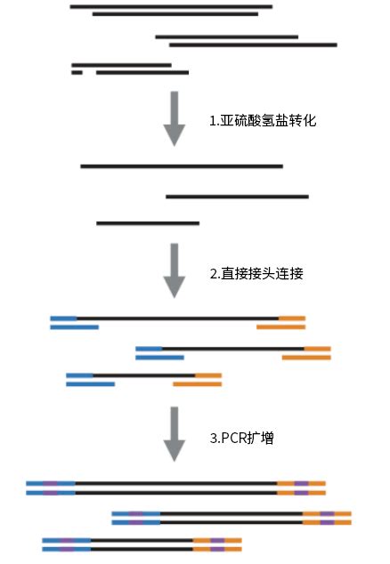 癌症甲基化再登 Nature 子刊，快速发高分，这个方法一定要会！ Cfdna 文库 片段