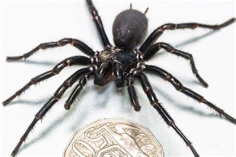 The Discovery Of Hercules The Largest Male Funnel Web Spider In Australia Bienpinchericomx