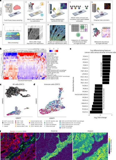 Integration Of Mass Cytometry And Mass Spectrometry Imaging For Spatially Resolved Single Cell