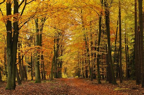가을 숲 공원 Pixabay의 무료 사진 Pixabay