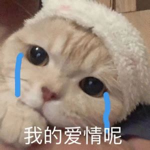 我的爱情呢表情包图片gif动图 求表情网 斗图从此不求人