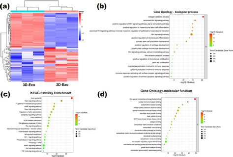Go And Kegg Analyses Of Mirna Target Genes Of Different Exos A Download Scientific Diagram