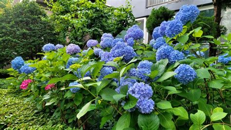 감성어 사전 13 초여름 Kollo