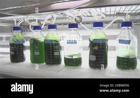 Dolly Movement Of A Lab Scale Photo Bioreactor Where We See Flasks