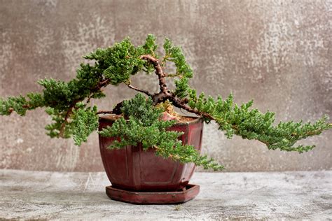 Juniper Bonsai