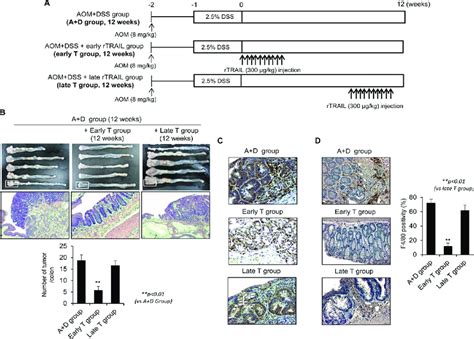 Trail Has A Protective Effect In Aom Dss Induced Cac Only By Early Download Scientific Diagram