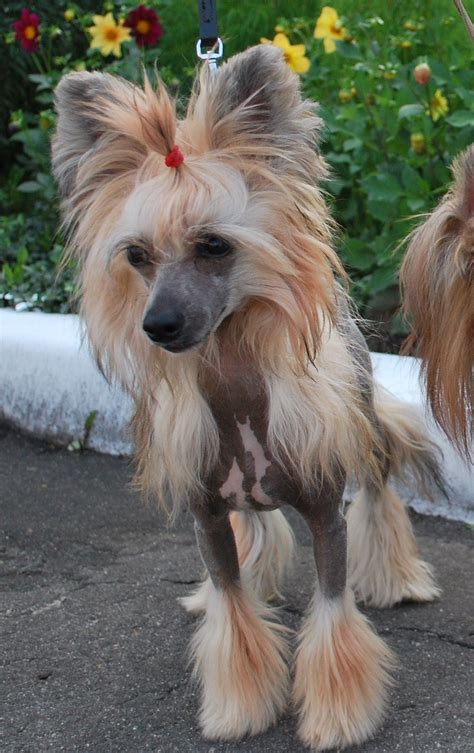 Китайская хохлатая мини 54 фото картинки Sobakovod Club