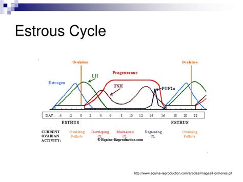 Ppt Estrous Cycle Powerpoint Presentation Id6876192