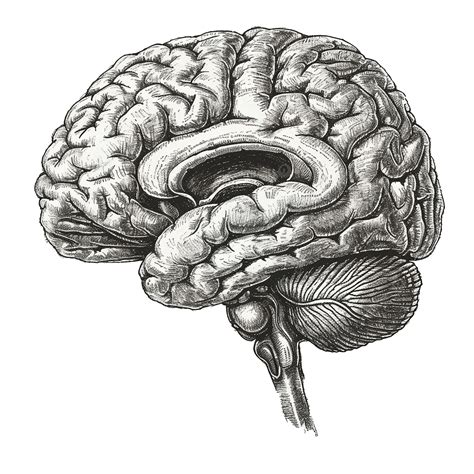 뇌 과학 그림 뇌 머리 만화 두뇌 Png 일러스트 및 이미지 에 대한 무료 다운로드 Pngtree