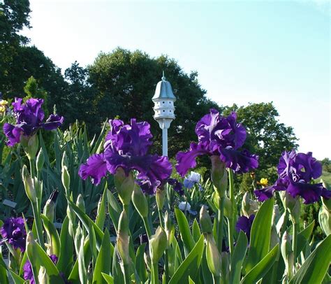 A Quiet Life Garden Chronicles The Bearded Iris 2018~