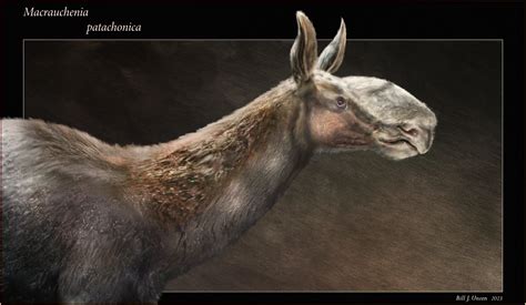Macrauchenia Patachonica By Bill J Unzen Orribec On Twitter R