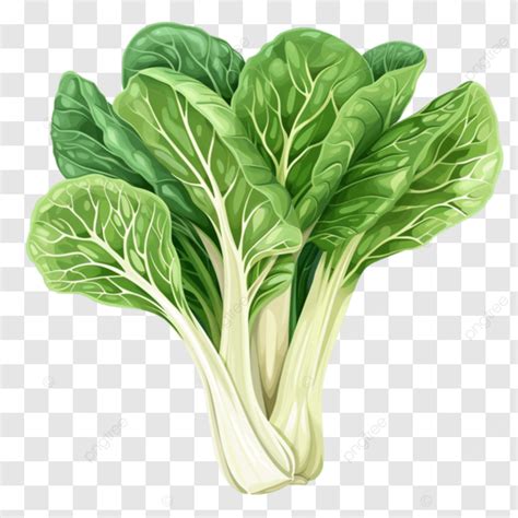 투명한 배경에 고립된 야채 신선한 정원 지속 가능한 농업 신선한 농산물 Png 일러스트 및 이미지 에 대한 무료 다운로드 Pngtree