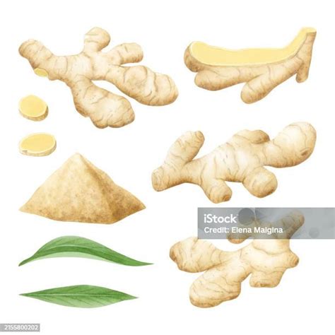 생강 뿌리 조각 잎 및 향신료 가루 더미 수채화 그림 세트 흰색 배경에 고립되어 있습니다 유기농 식품 디자인 건강한 요리법 및