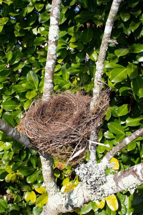 Empty Bird Nest In Pine Tree Stock Image Image Of Birth Security 145868165