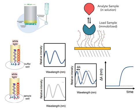 Bio Layer Interferometry Bli Instituto De Biomedicina De Valencia