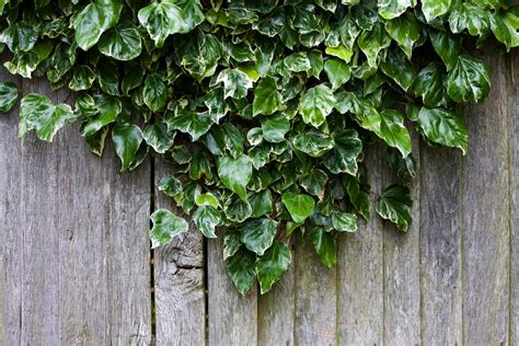 Ivy Free Stock Photo Public Domain Pictures