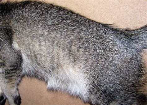 Ticked Tabby TheCatSite