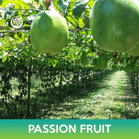 Passion Fruit Tree Seeds Educared