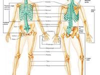 Chapter 8 Skeletal System