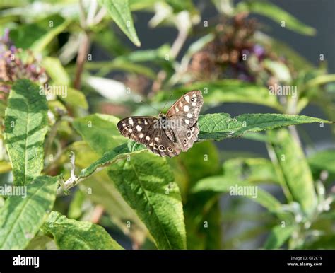 A Female Speckled Wood Butterfly On A Buddleja Leaf In A Garden In