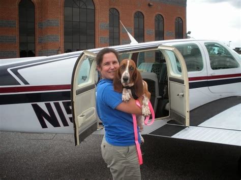 Flight Of The Bassets All Bassets Cherished Basset Hound Rescue Inc