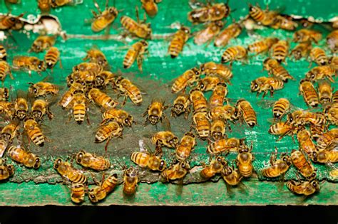 꿀벌 벌집 근처의 그룹입니다 꿀 꿀벌은 벌집의 입구에 꿀 꿀벌 집 양봉장에 건강관리와 의술에 대한 스톡 사진 및 기타 이미지 건강관리와 의술 곤충 곤충 떼 Istock