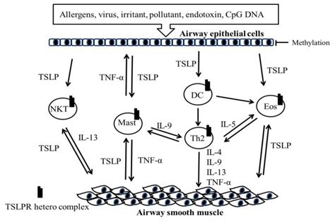 Ijms Free Full Text Expression And Regulation Of Thymic Stromal Lymphopoietin And Thymic