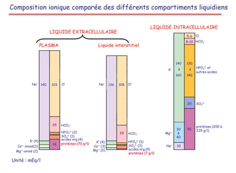 Smr 2 Potentiel De Membrane Transports Membranaires Cartes Quizlet