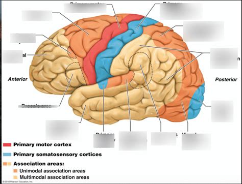 Struture Of Cerebral Cortex Regions Grey Matter Diagram Quizlet