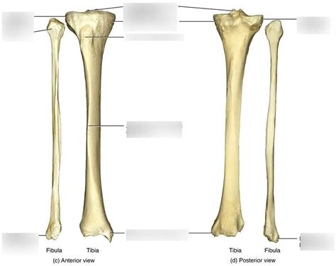 Tibia And Fibula Diagram Unlabeled