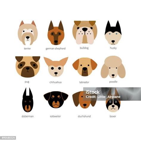 벡터 평면 개 아이콘 세트입니다 테리어 래브라도 허스키 불독 애 마 푸 들도 베 르만 목 치와와 복 서 닥 스 훈 트 Pug 다 원 기록 법 웹 디자인에 대 한 격리 된