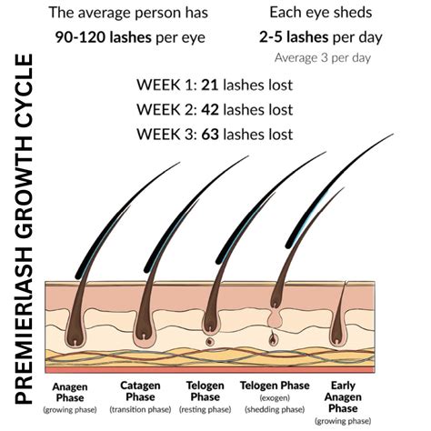 Lash Growth Cycle Explained Premierlash Pro Lash Supplies Esti