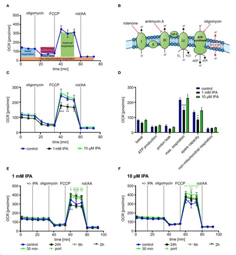 Mitochondrial Characterization Of Hl 1 Cardiomyocytes In Response To