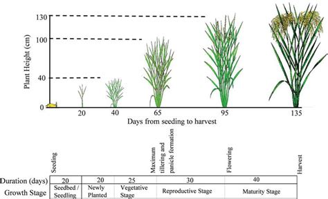 Methodology For Agricultural Flood Damage Assessment IntechOpen