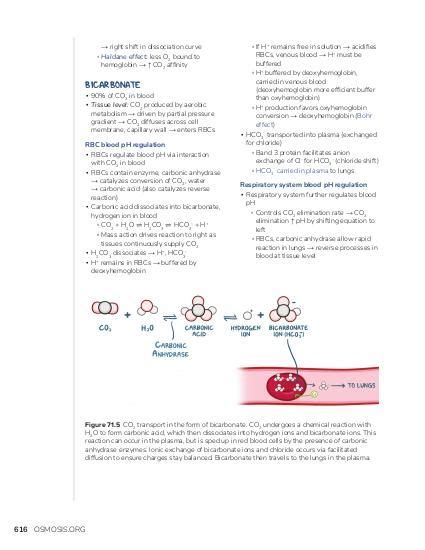 Ventilation Perfusion Ratios And V Q Mismatch Osmosis