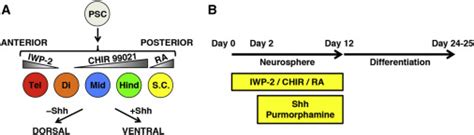 Strategy For Defining The Regional Identity Of Psc Derived Neural