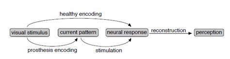 Greedy Dictionary Based Encoding Enhances Visual Perception In