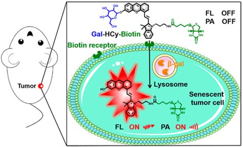 β Galactosidase Activatable Fluorescent And Photoacoustic Imaging Of Tumor Senescence