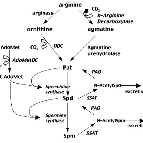 Polyamine Biosynthesis The Natural Pa In Mammalian And Plant Cells Are Download Scientific