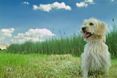 ¿te Falta Motivación Este Perro Reparte Productos De Betterware