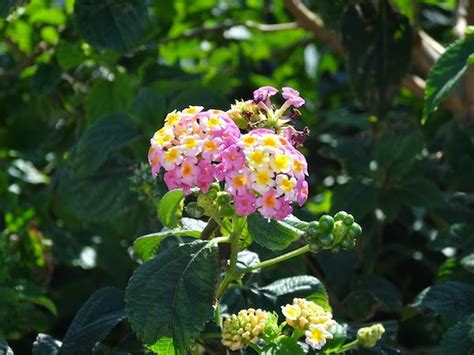ランタナ 香りと植物