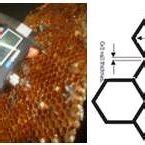 Measuring Of Cell Diameter Download Scientific Diagram