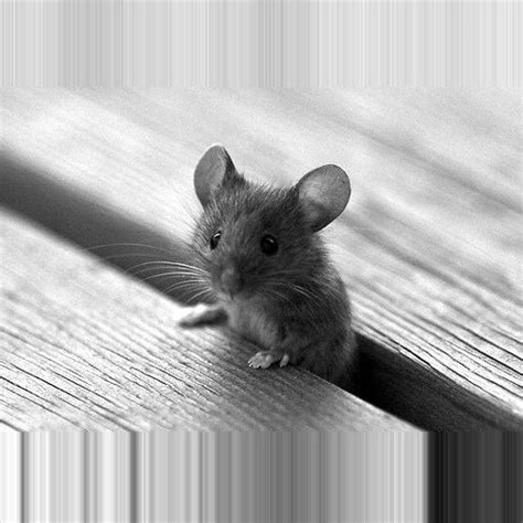 Печать фрагмента в документах Word и Excel Ms Office Учебные статьи Artemvminfo