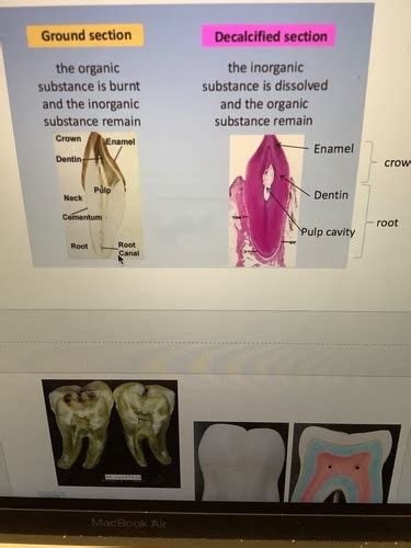 Lab Exam Histology Flashcards Quizlet