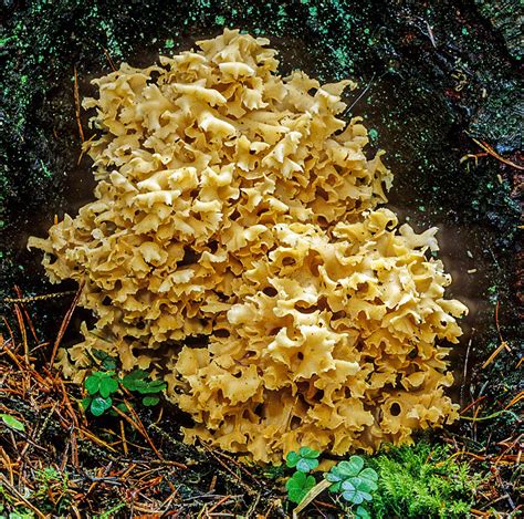 California Fungi Sparassis Radicata