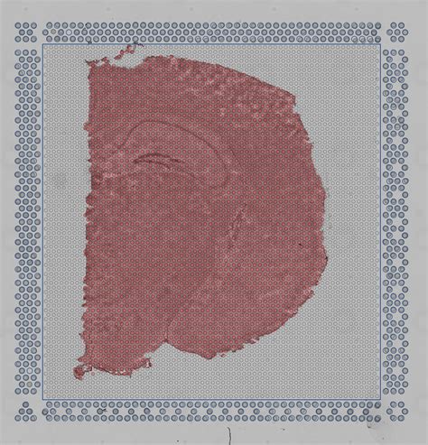 Space Ranger Image Processing Algorithms Official 10x Genomics Support