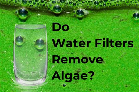 Do Water Filters Remove Algae Water Purification Guide