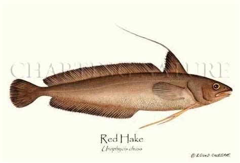 Red Hake Alchetron The Free Social Encyclopedia