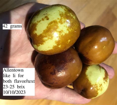 Jujube Variety Pics General Fruit Growing Growing Fruit