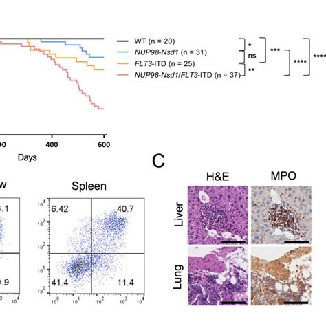 Nup98 Nsd1 Flt3 Itd Double Transgenic Mice Have Decreased Survival And Download Scientific